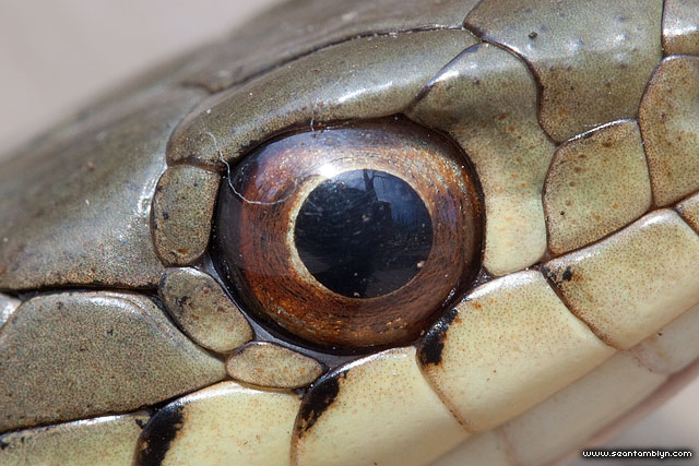 Snake Eye Close Up