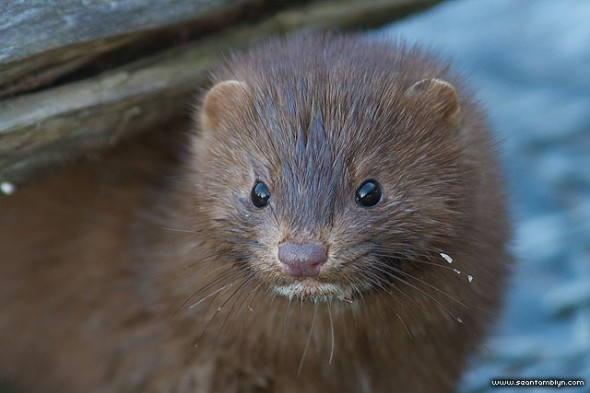 The Illustrated Guide to Toronto Island Wildlife – Lagoon Report ...