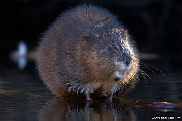 Muskrat Mountain – Lagoon Report -- Toronto Island Photography