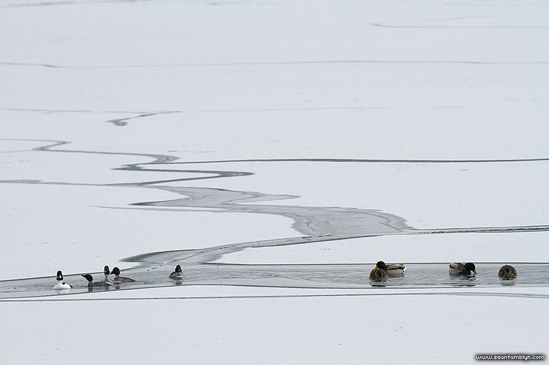 Dividing Lines – Lagoon Report -- Toronto Island Photography