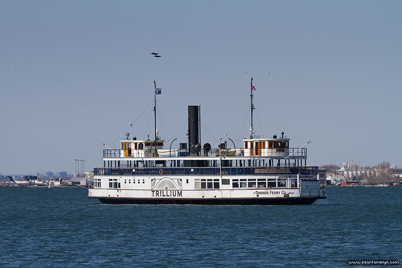 Trillium’s Last Stand I – Lagoon Report -- Toronto Island Photography