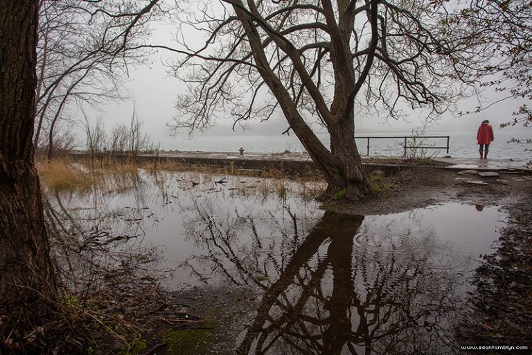 Eastern Puddle – Lagoon Report -- Toronto Island Photography